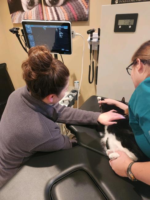 Ultrasound & Echocardiograms | Brunswick Veterinary Hospital